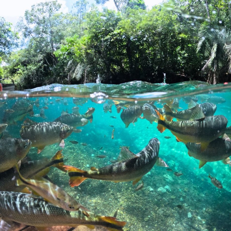 Combo: Flutuação e Balneário | Diversão aquática de Bonito/MS